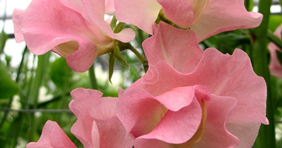 Aija - Puķuzirņi - Mazā Dārzniecība