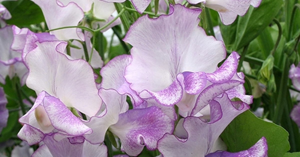 Sir Jimmy Shand - Puķuzirņi - Mazā Dārzniecība