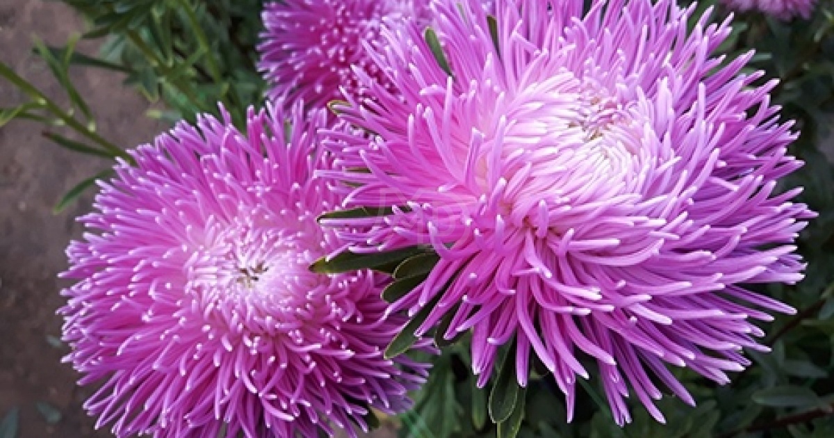 Lux - Asteres - Mazā Dārzniecība