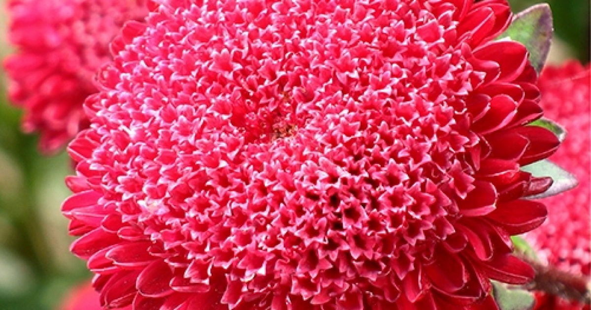 Sarkanas - Asteres - Mazā Dārzniecība