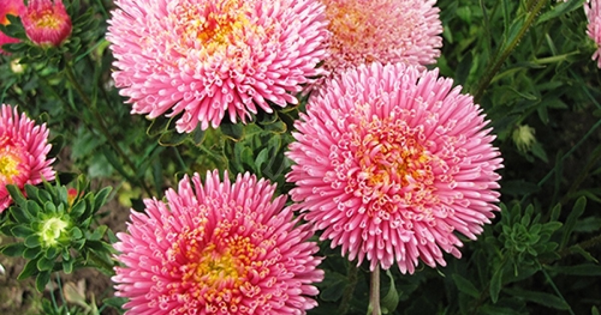 Crestia Rose - Asteres - Mazā Dārzniecība