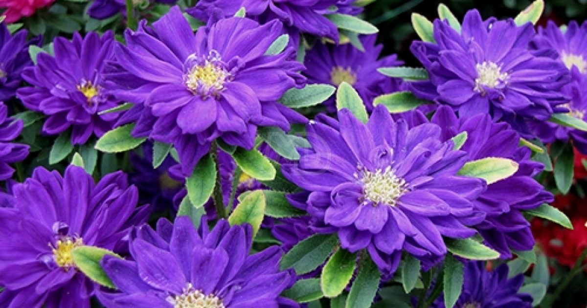 Serenade Blue - Asteres - Mazā Dārzniecība