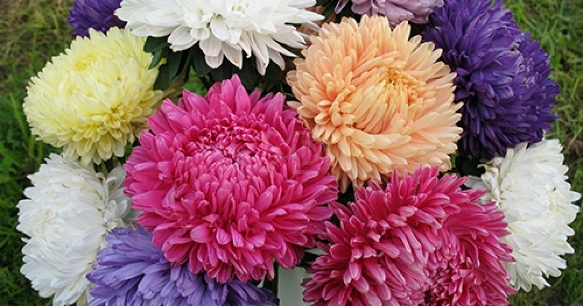 Lady Coral Mix - Asteres - Mazā Dārzniecība