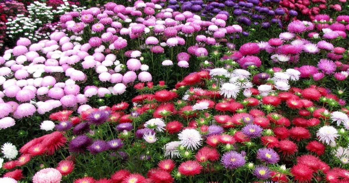 Asteres - Mazā Dārzniecība