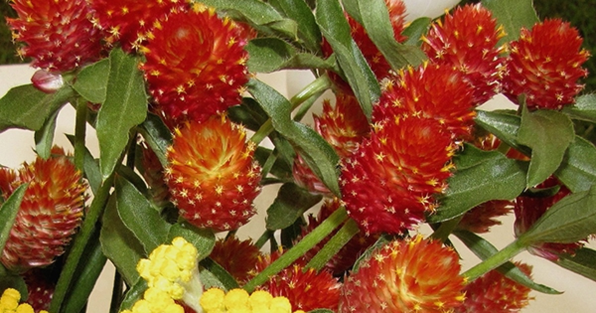 Gomfrēnas - Mazā Dārzniecība